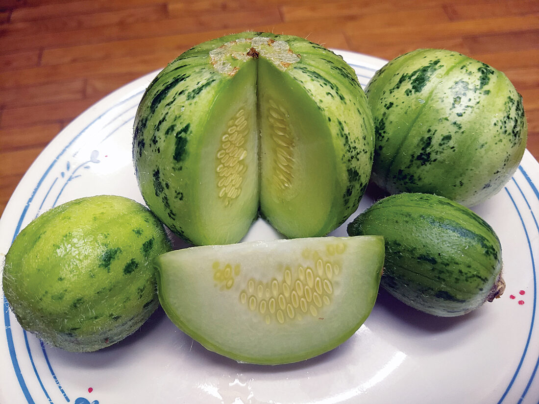 Growing Cucumber Melon Plant & Frugal Gardening Ideas – Mother Earth News